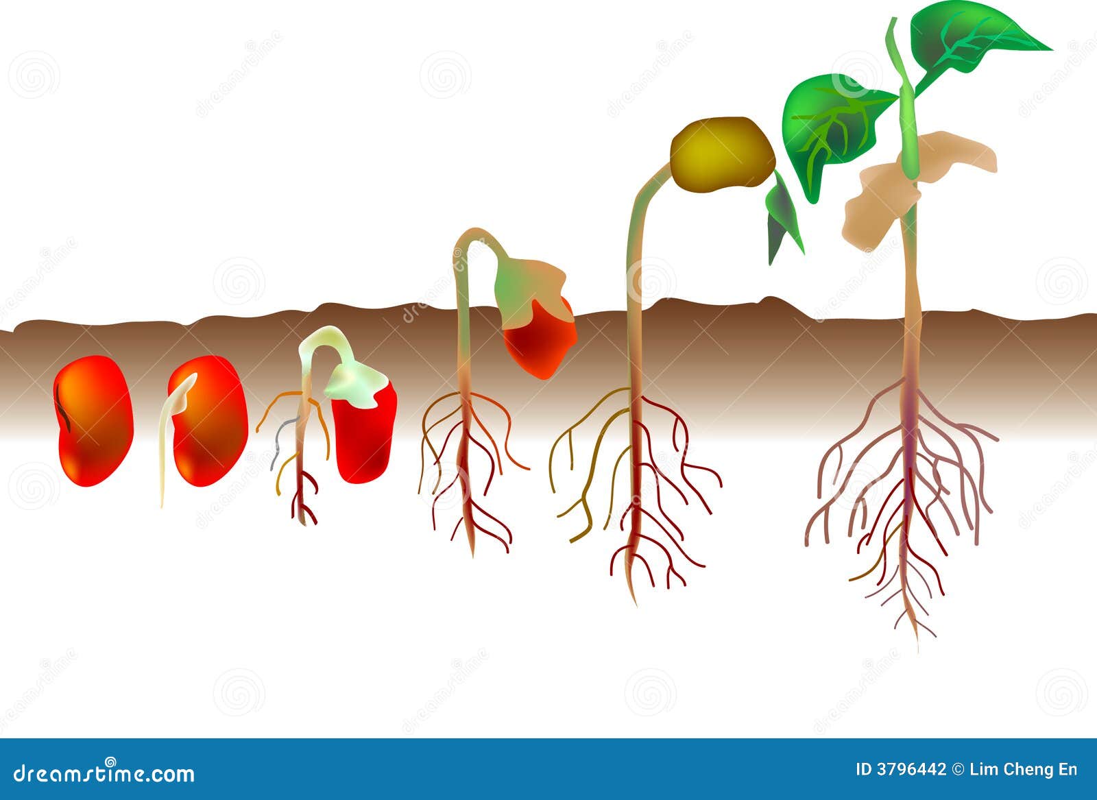 Haricot rouge illustration de vecteur. Illustration du durée - 3796442