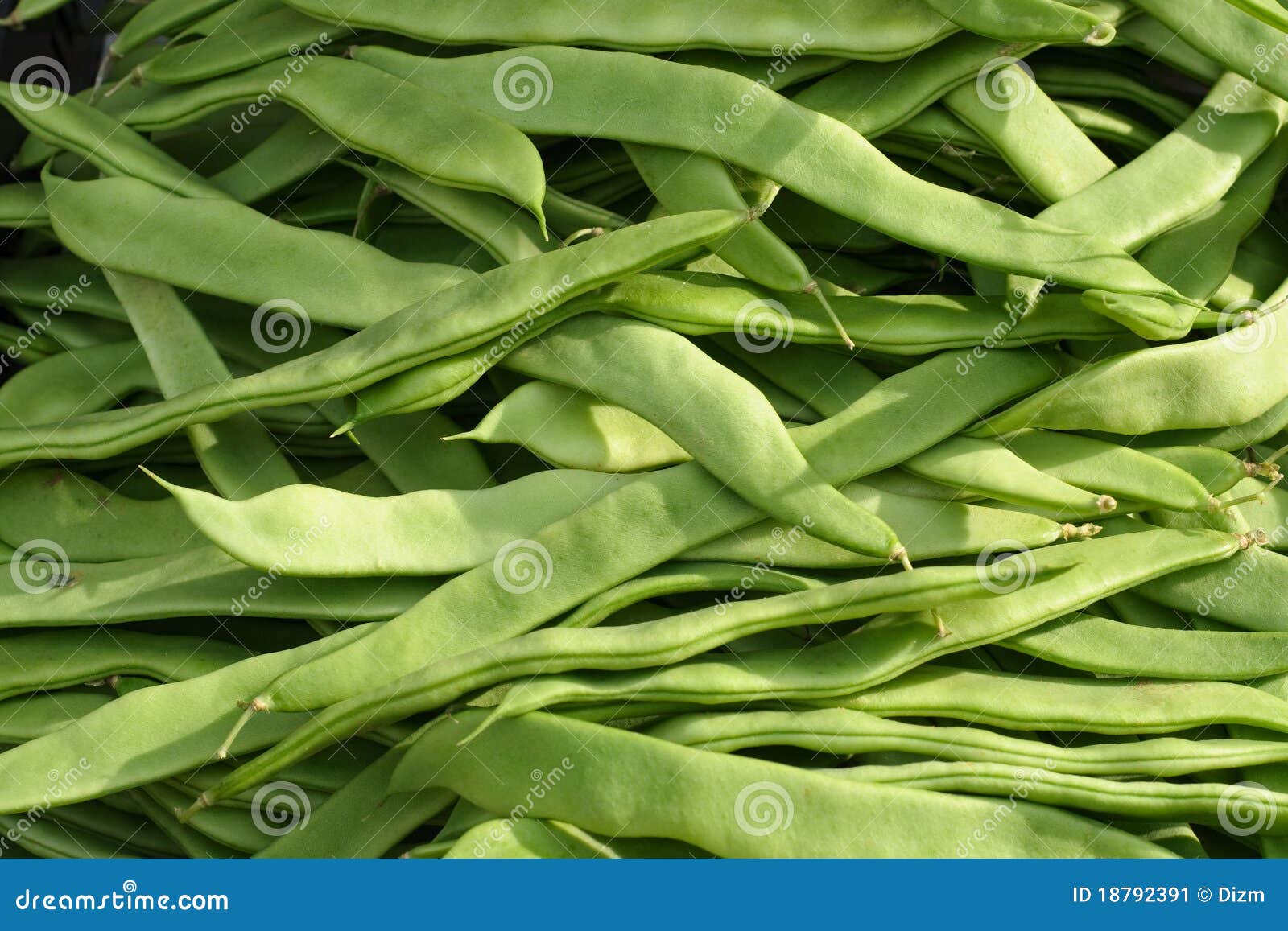 Haricot vert image stock. Image du légume, nourriture - 18792391