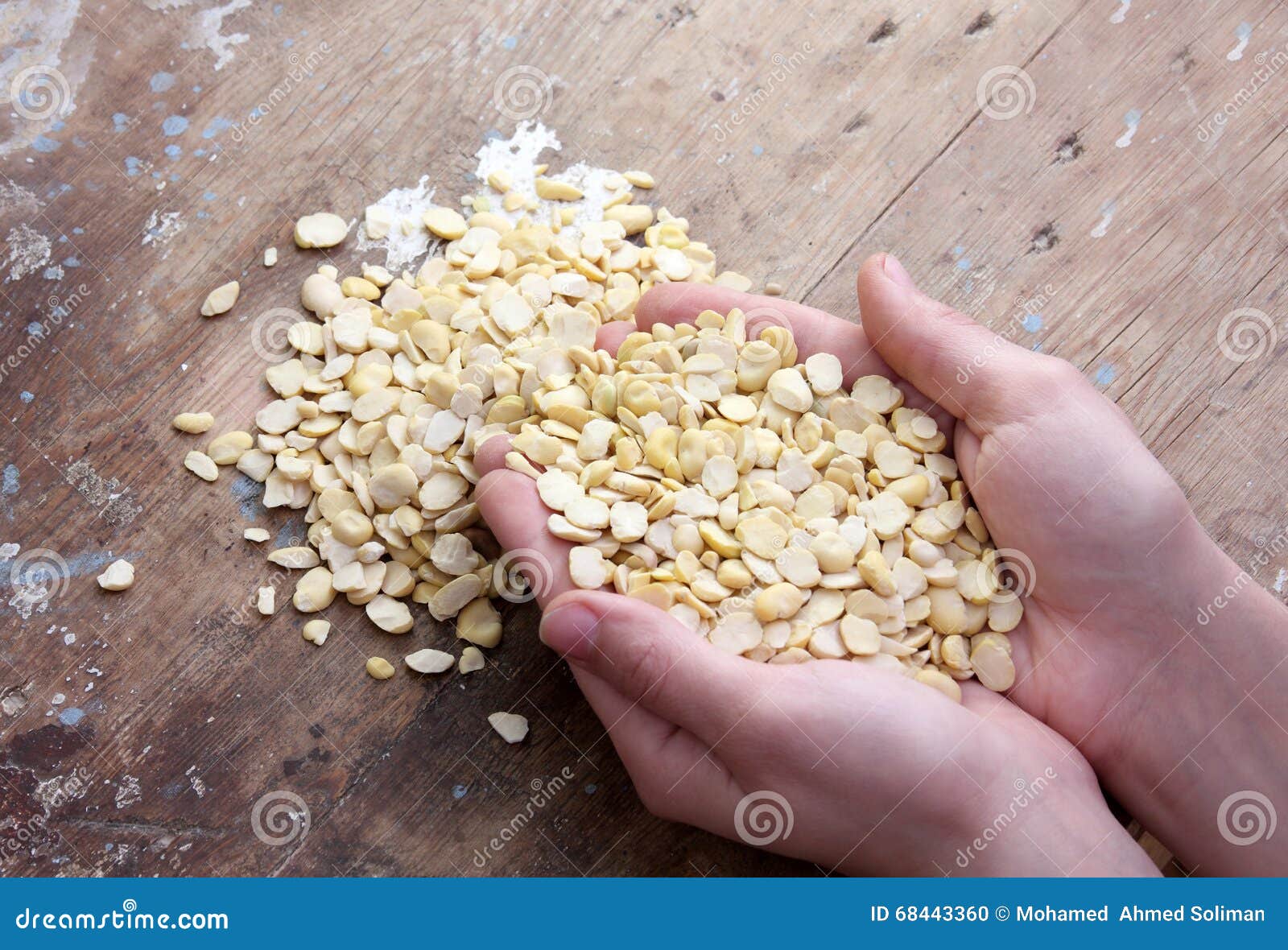 Haricots de soja photo stock. Image du arabe, herbal - 68443360