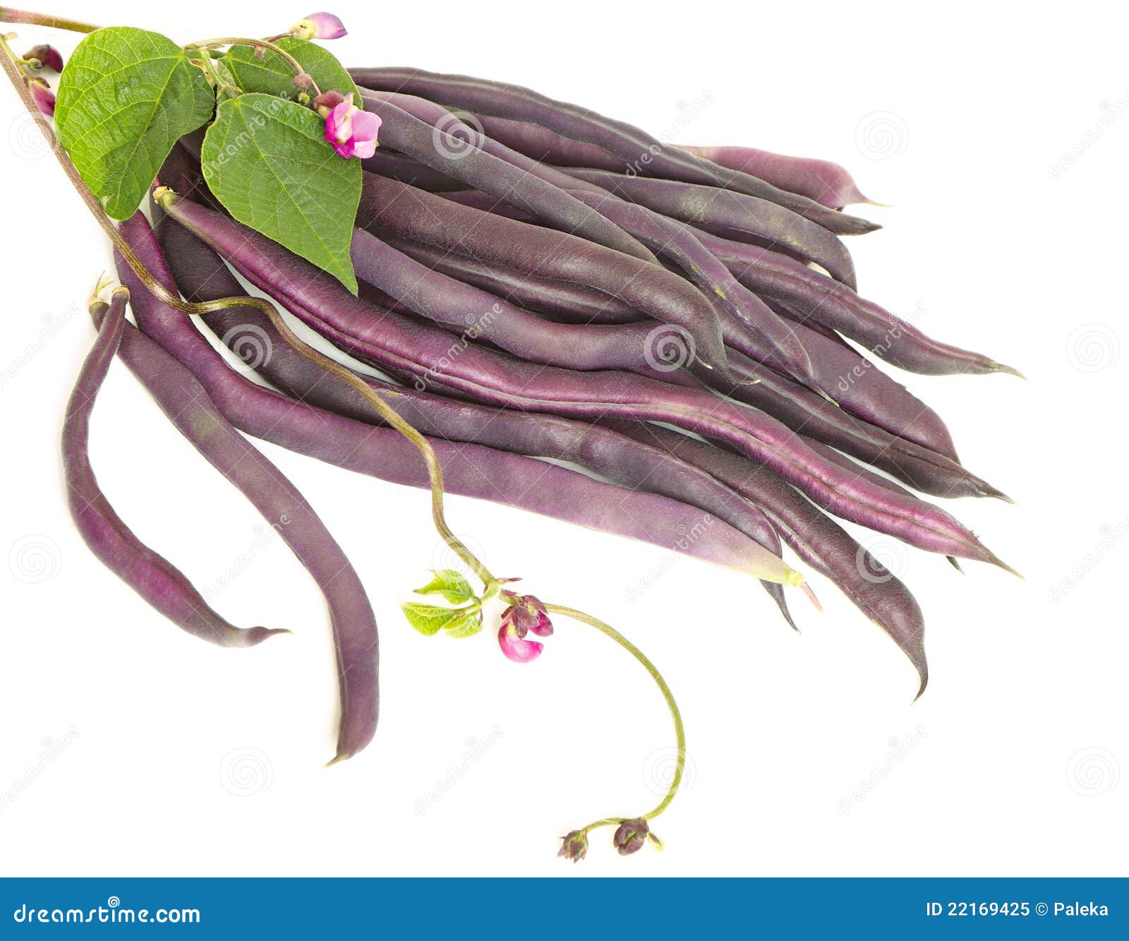 Haricots nains violets image stock. Image du régime, cultivé - 22169425
