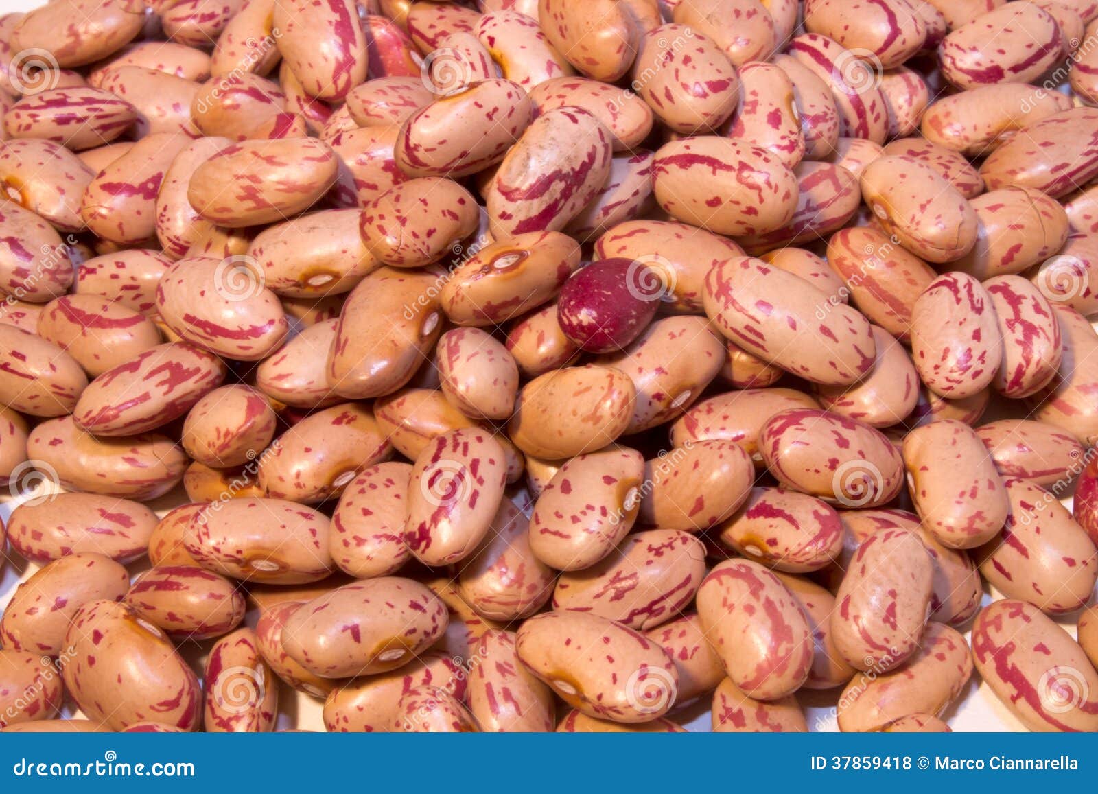 Haricots romains photo stock. Image du végétarien, nourriture - 37859418