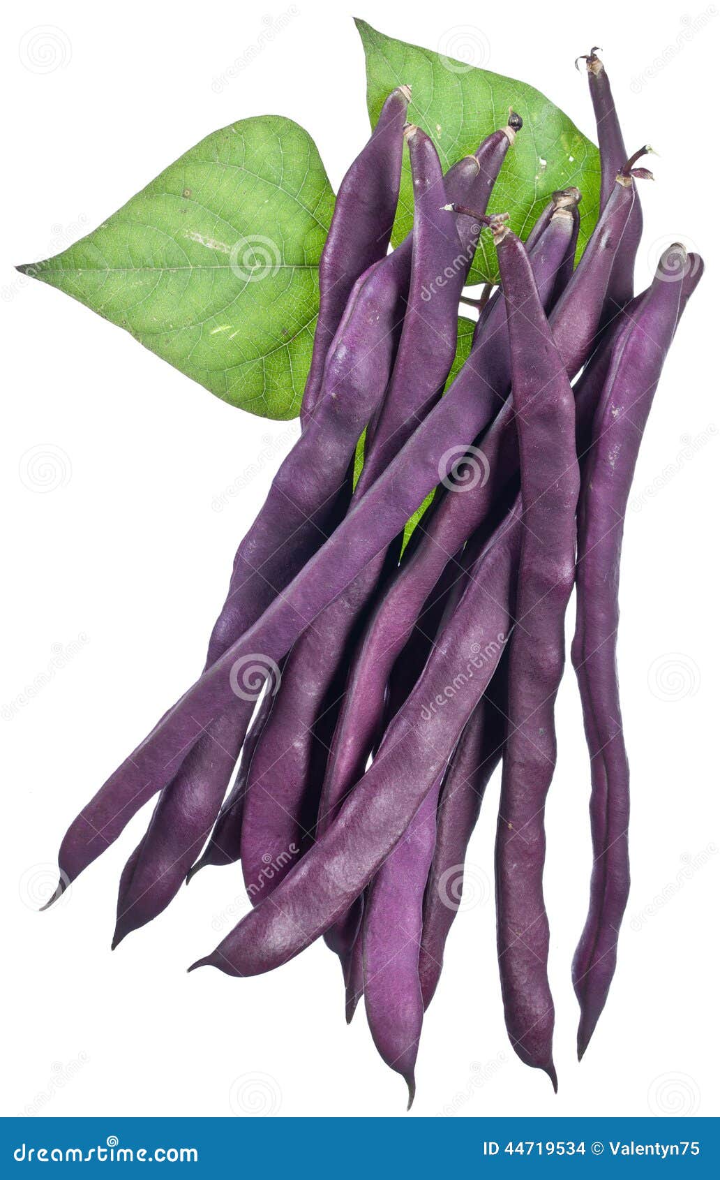Haricots Verts Violets D'isolement Sur Un Blanc Photo stock - Image du ...