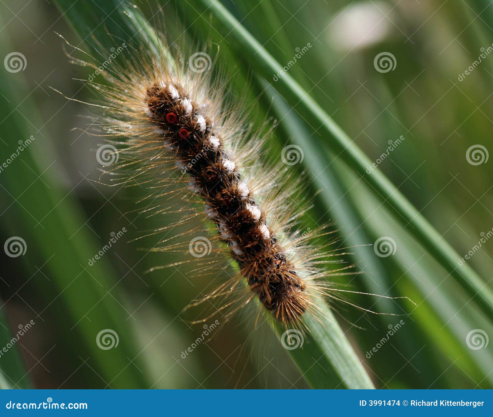Harig stock foto. Image of stadion, harig, allergie, insect - 3991474