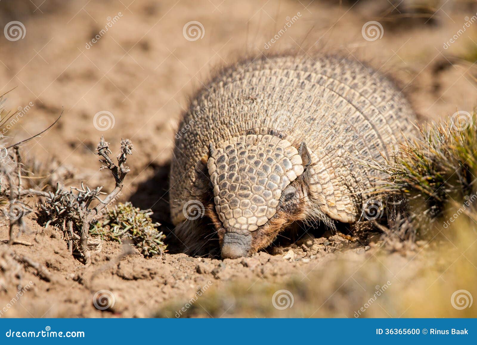 Harig Gordeldier stock foto. Image of haar, zoogdier - 36365600