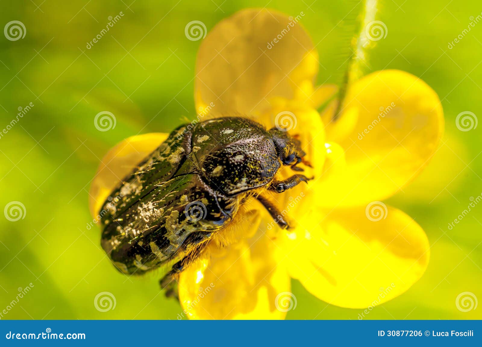 Harig insect stock foto. Image of eating, stuifmeel, outdoors - 30877206
