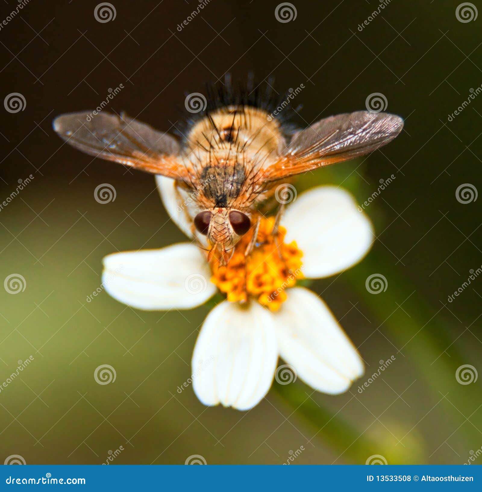 Harig vliegend insect stock foto. Image of hongerig, gevleugeld - 13533508