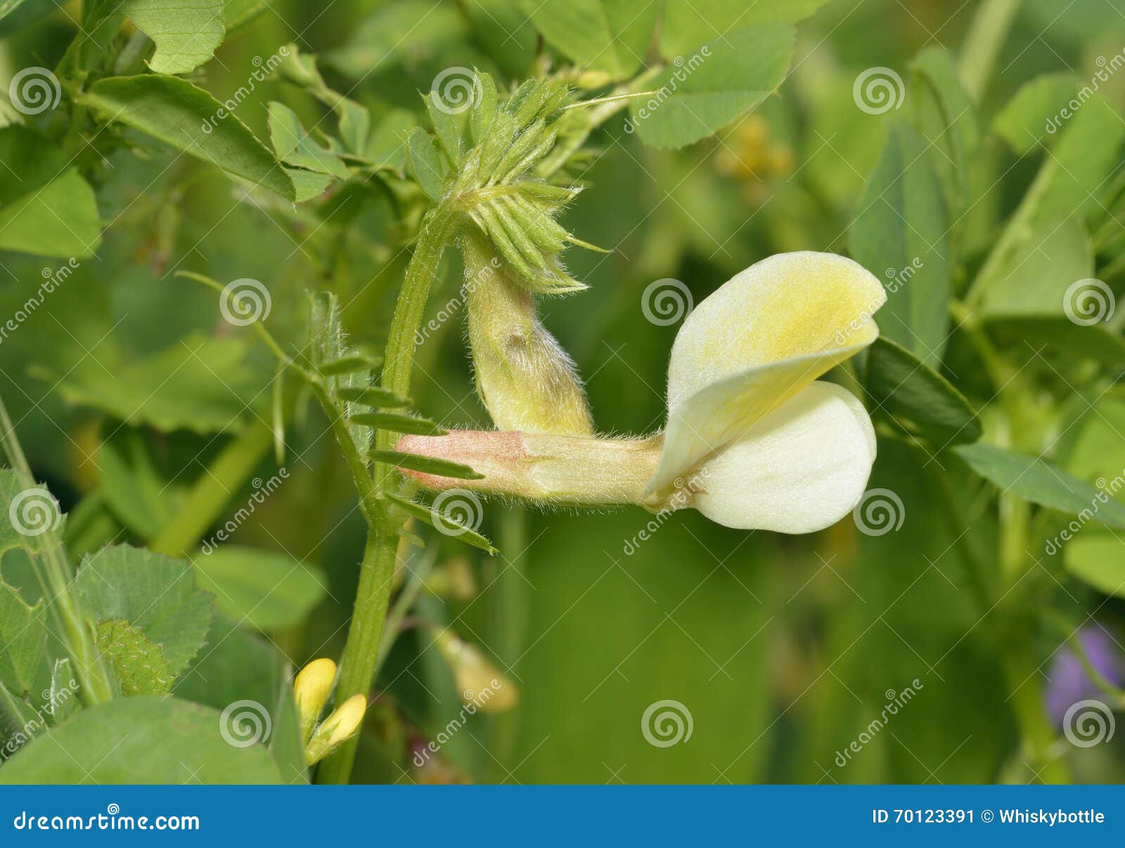 Harige Gele Wikke stock afbeelding. Image of klimmen - 70123391