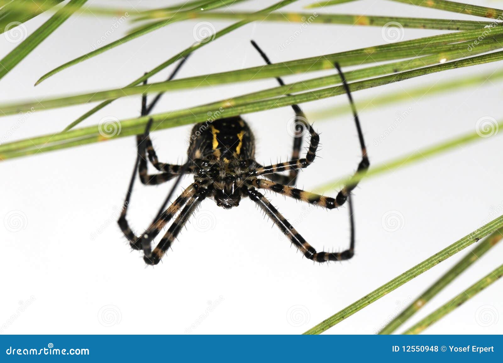 Harige spin stock foto. Image of acht, achtergrond, ongewervelde - 12550948