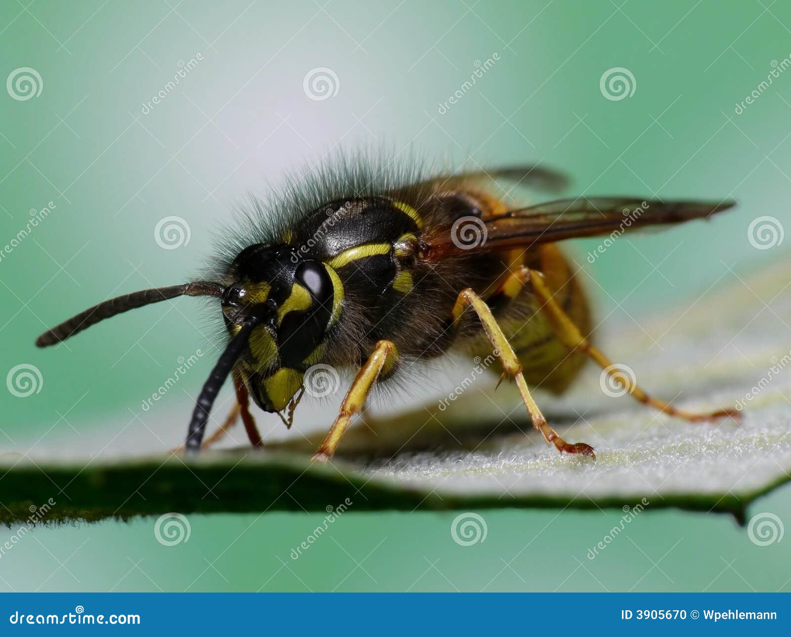 Harige wesp stock foto. Image of walvis, sluit, insect - 3905670