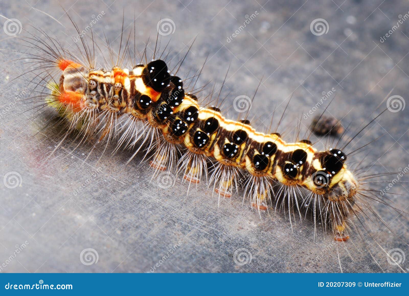 Harige Worm stock afbeelding. Image of ecologie, biologie - 20207309