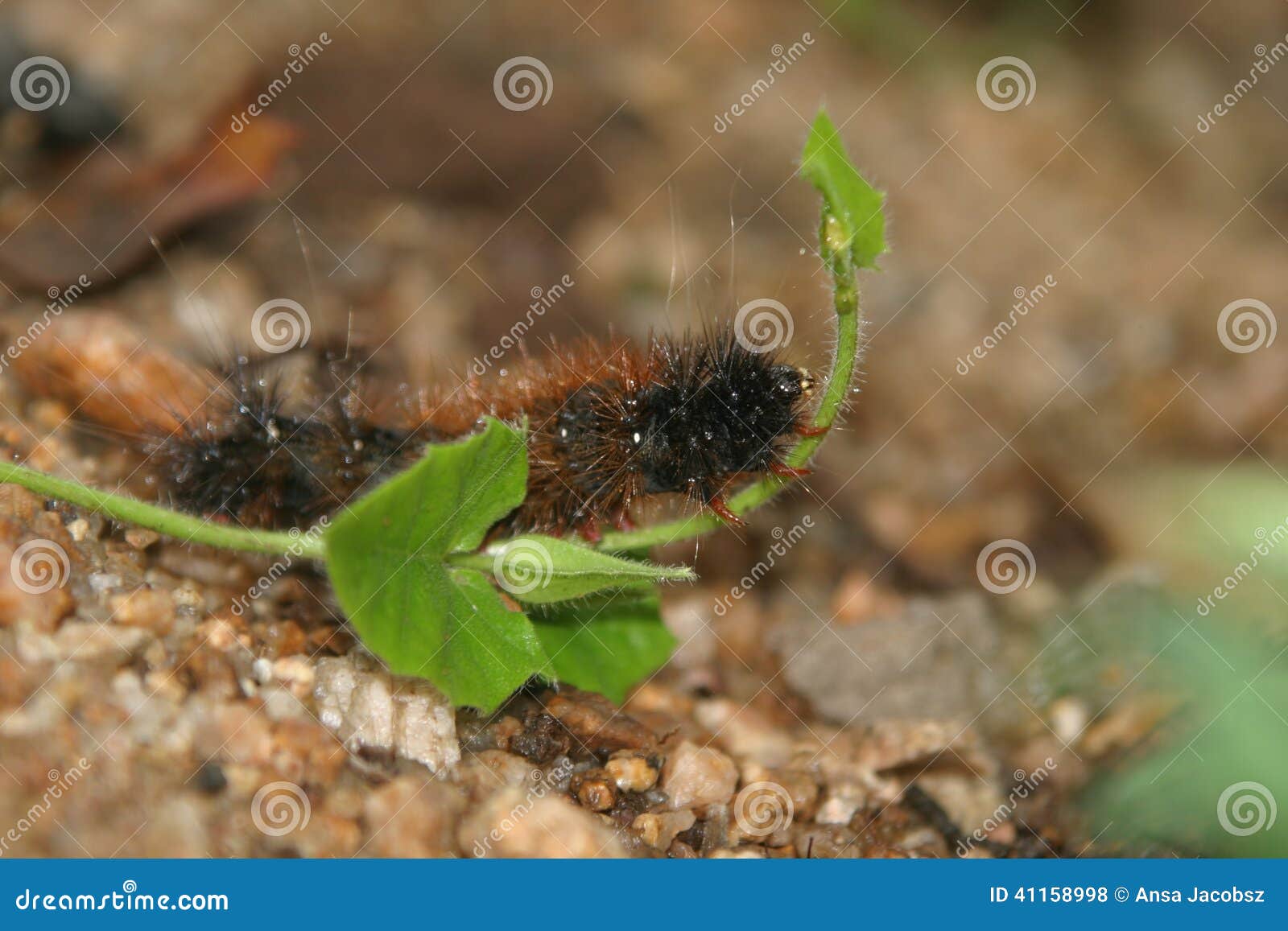 Harige Worm stock foto. Image of eten, dorp, harig, worm - 41158998