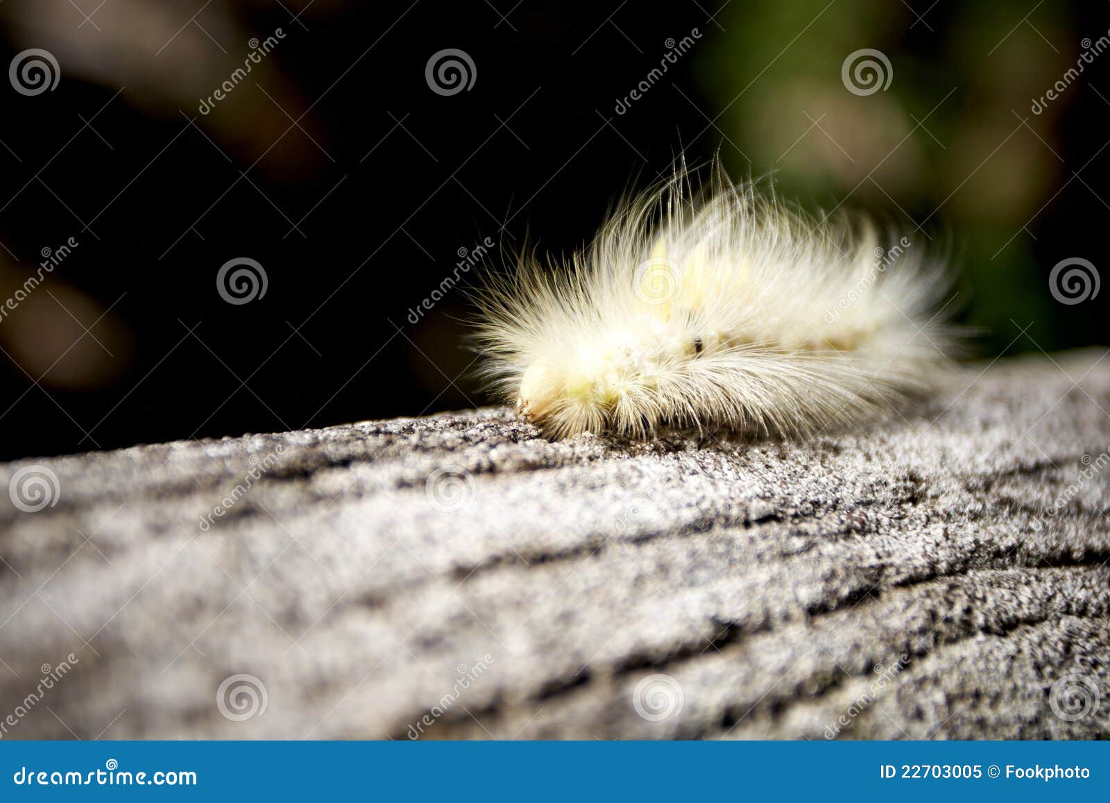 Harige Worm Die Op Het Logboek Kruipt Stock Afbeelding - Image of harig ...