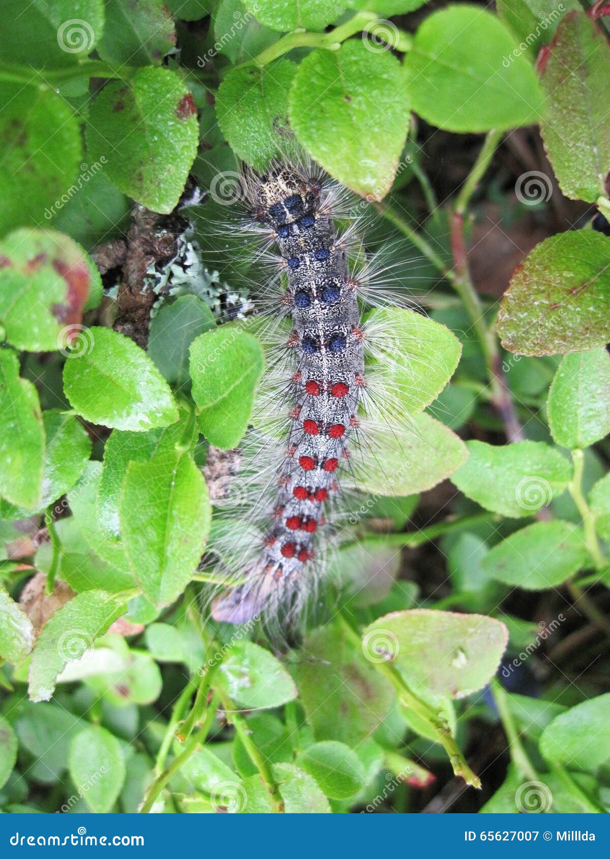 Harige worm op bladeren stock afbeelding. Image of dier - 65627007