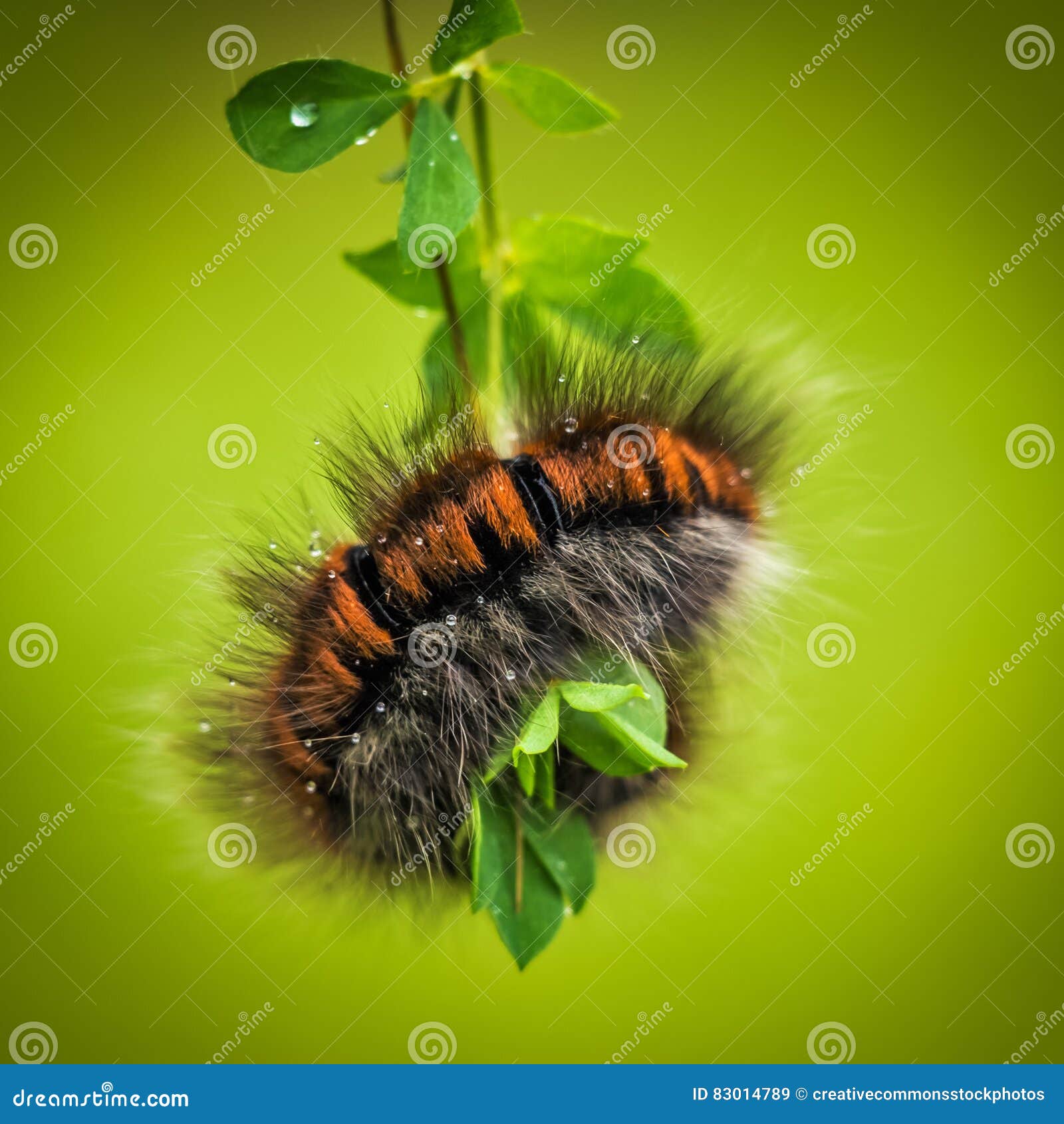 Harige Zwarte En Bruine Rupsband Picture. Image: 83014789