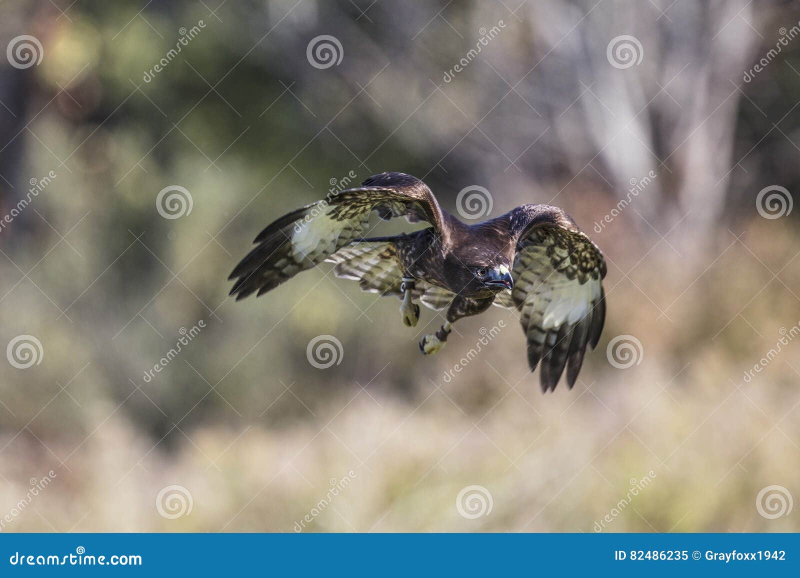 Harlan`s Red Tailed Hawk CRC Stock Image - Image of cinnamon, hollywood ...