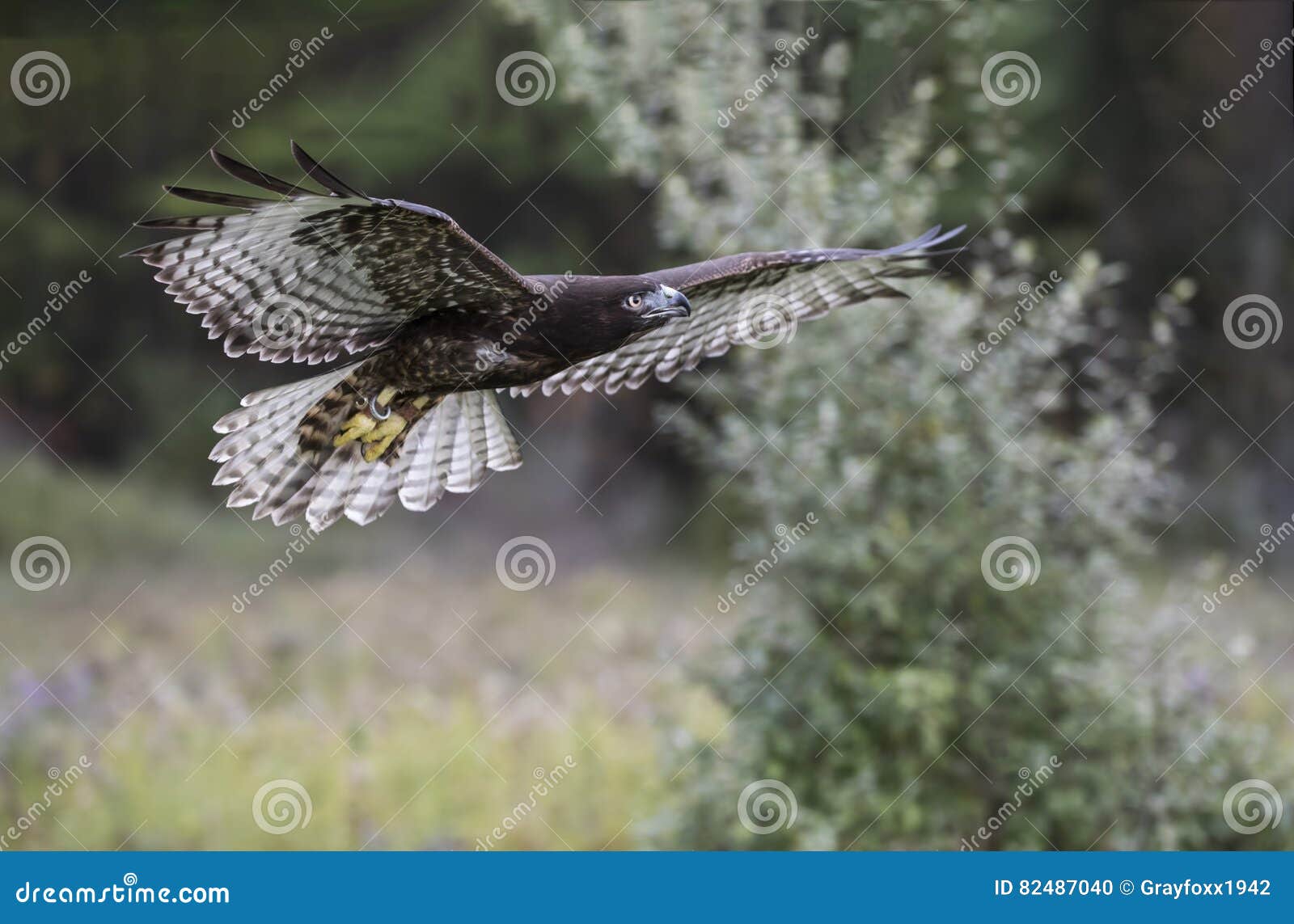 Harlan`s Red Tailed Hawk CRC Stock Photo - Image of gray, carol: 82487040