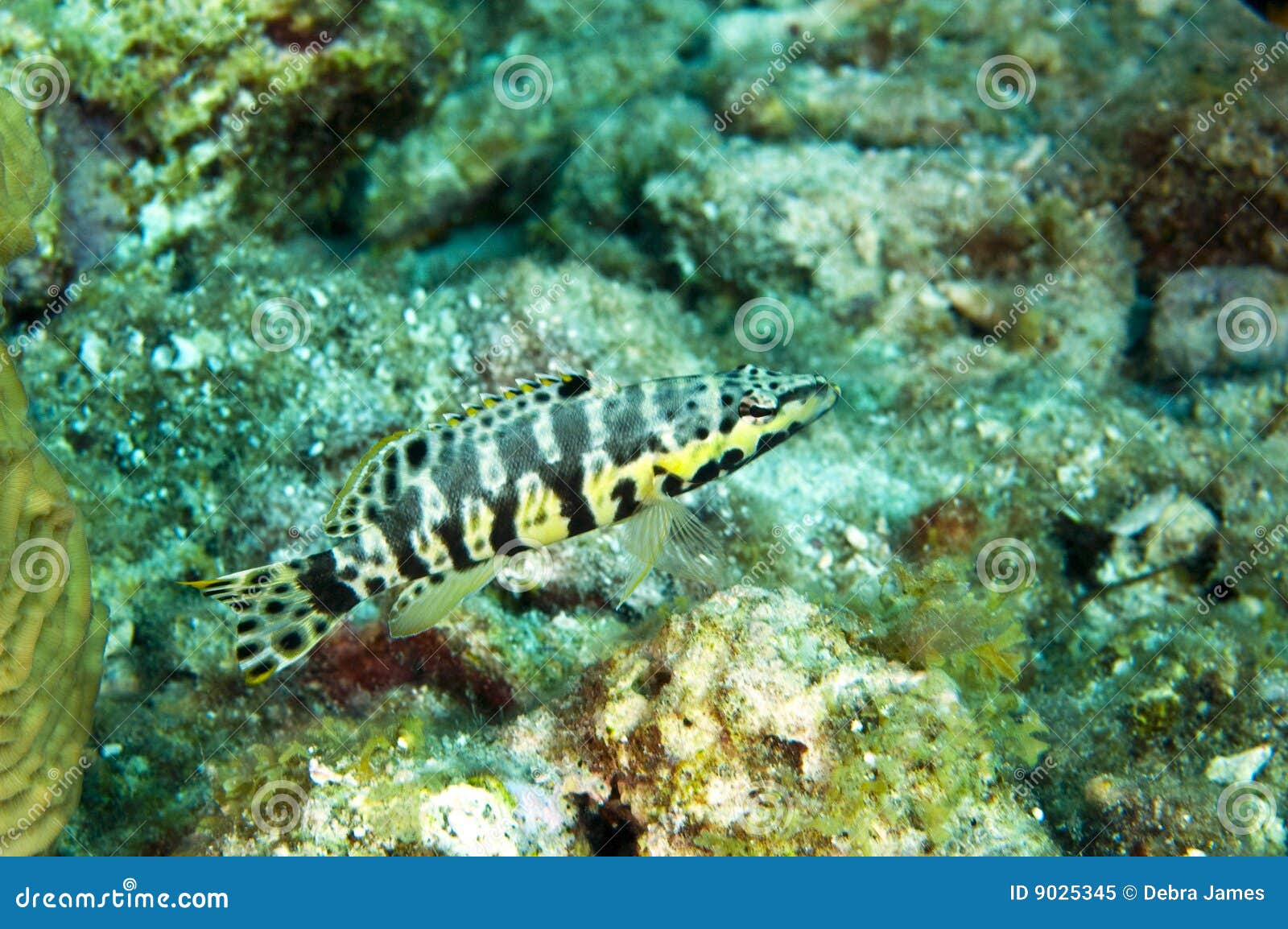 Harlequin bass stock image. Image of serranus, summer - 9025345
