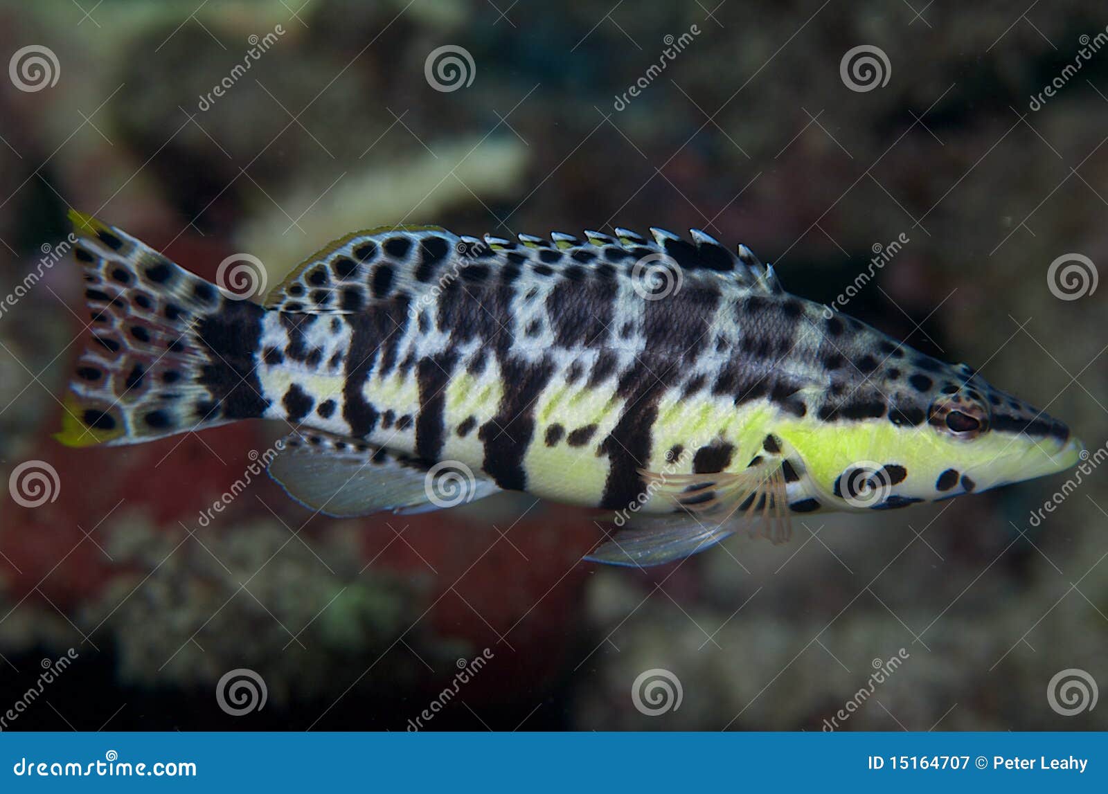 Harlequin Bass-Serranus Tigrinus Stock Image - Image of fish, blue ...