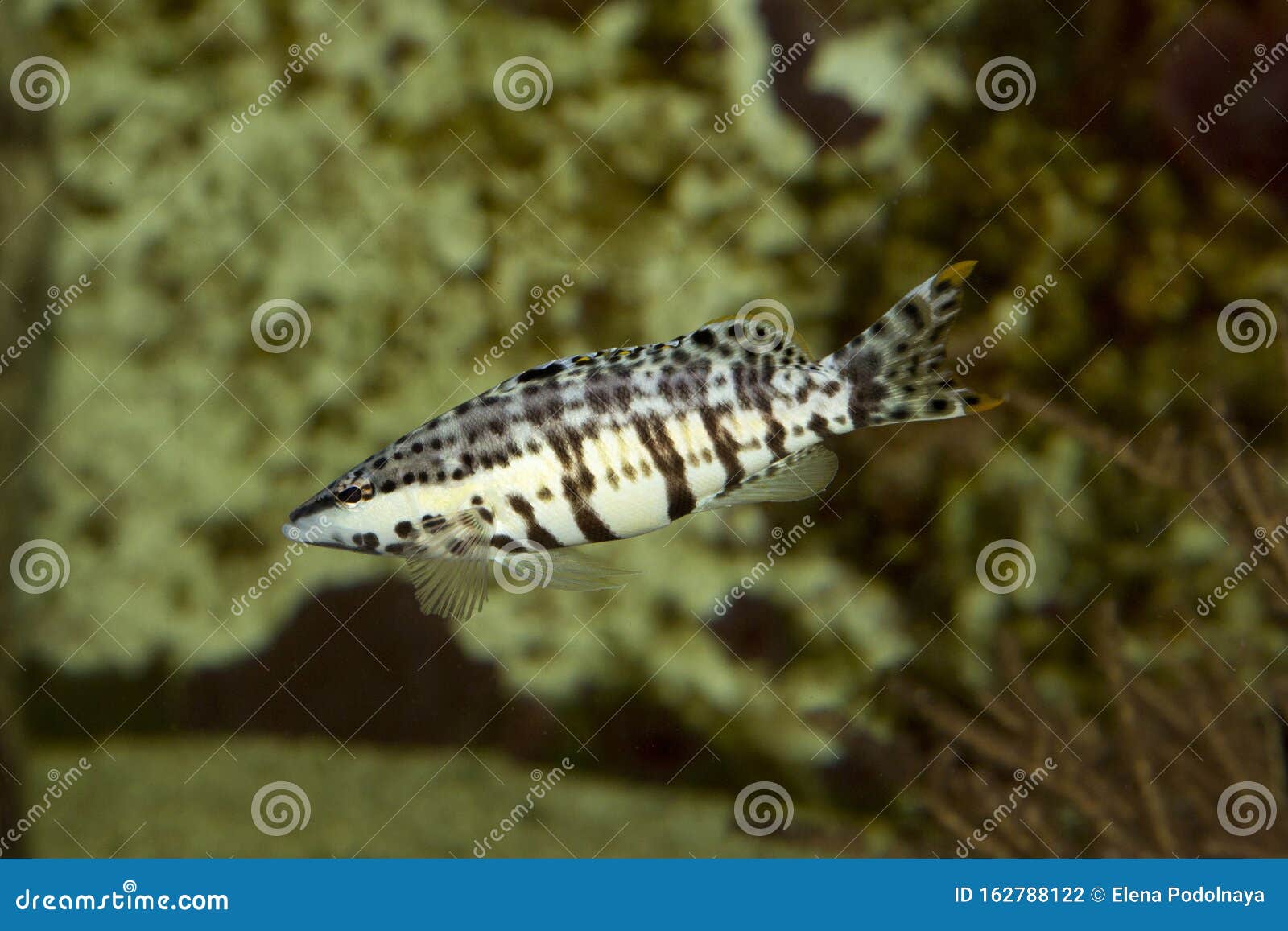 The Harlequin Bass Serranus Tigrinus. Stock Photo - Image of coral ...