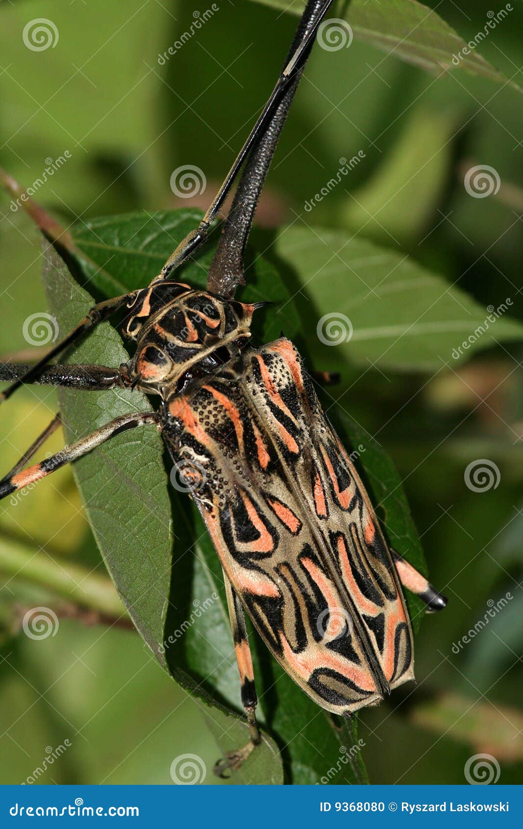 Harlequin beetle stock photo. Image of harlequin, invertebrates - 9368080