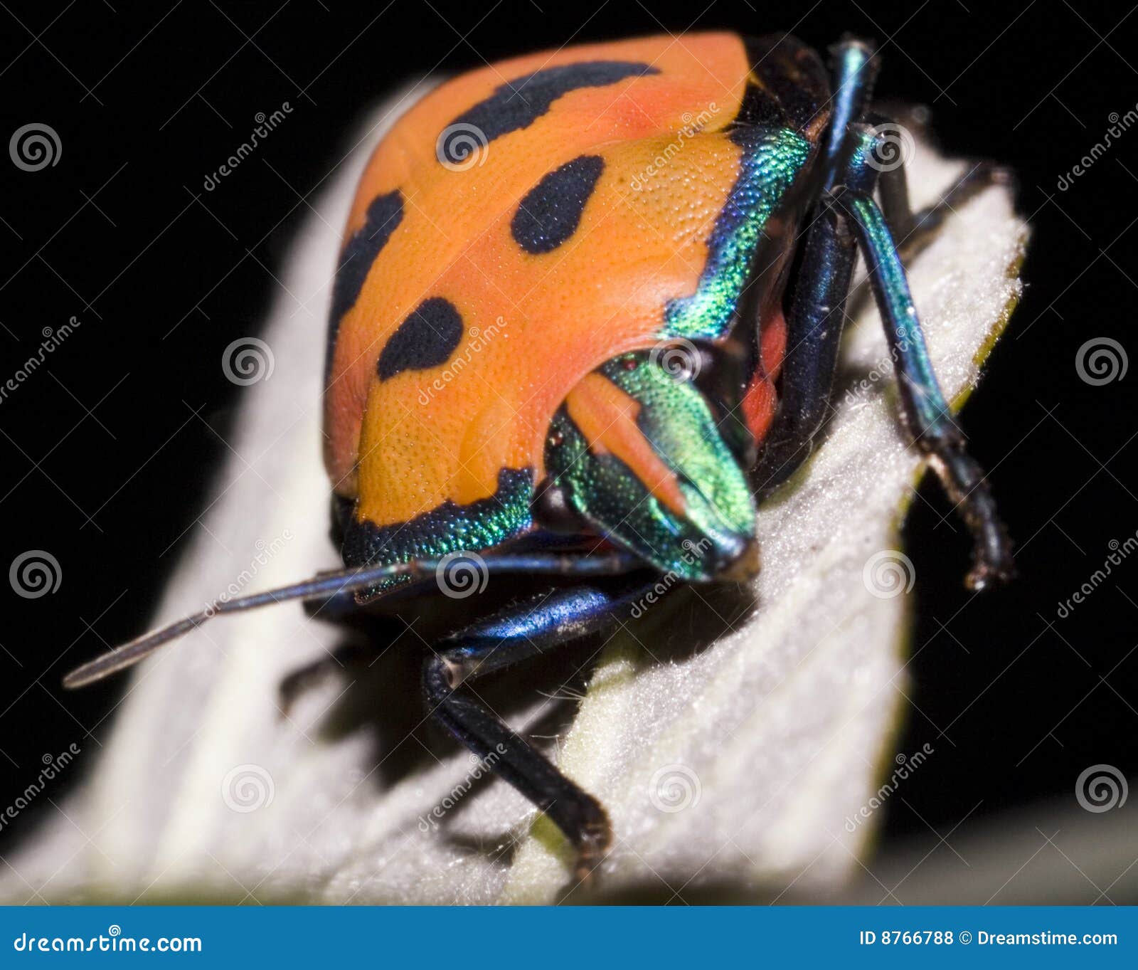 Harlequin bug female stock photo. Image of diophthalmus - 8766788