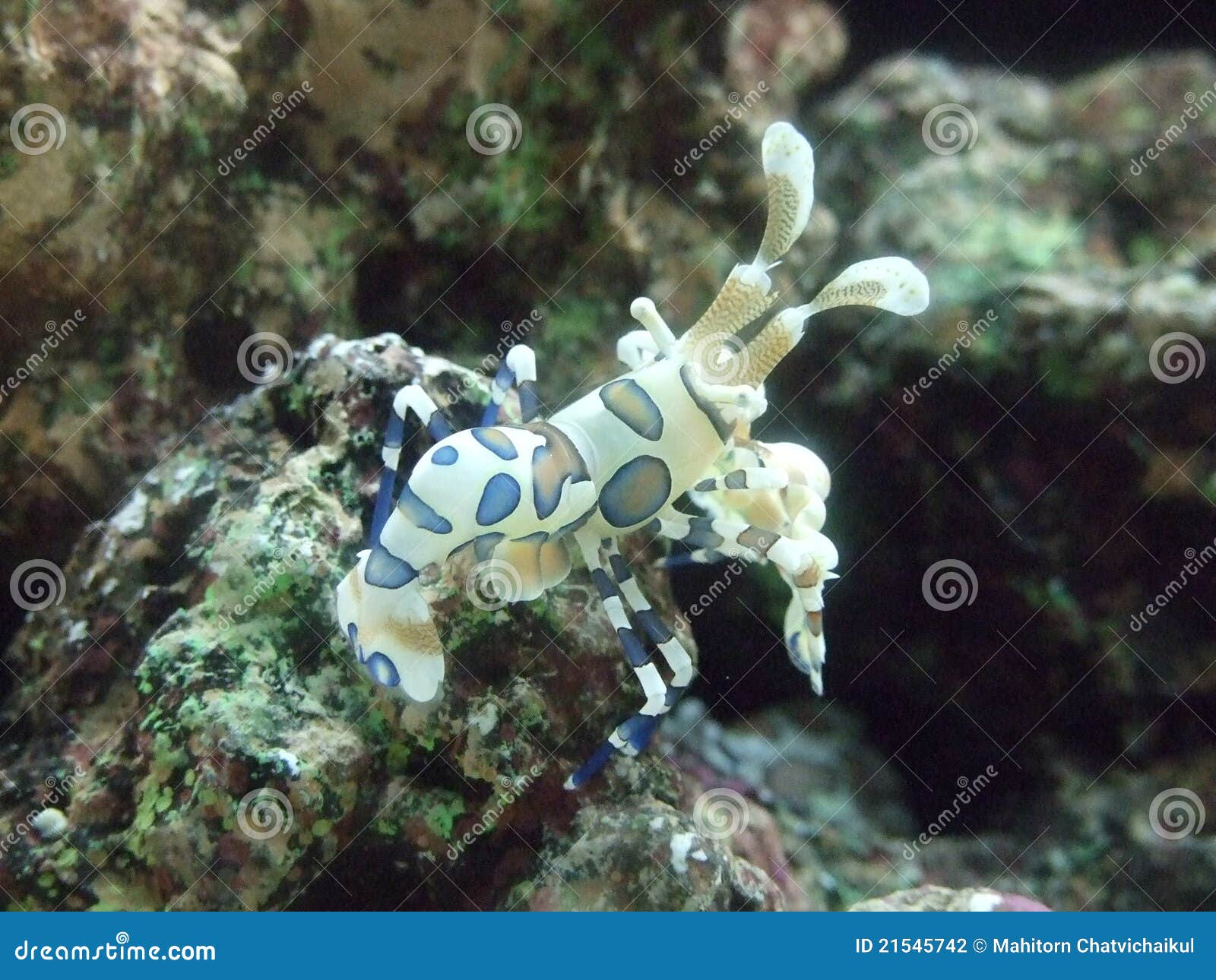 Harlequin Clown Shrimp stock photo. Image of harlequin - 21545742