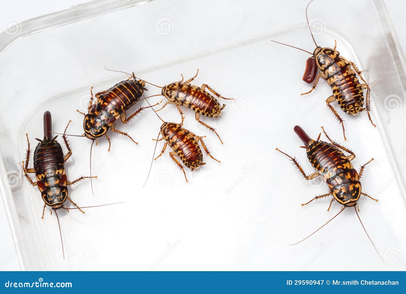 Harlequin Cockroach stock image. Image of insect, harlequin - 29590947