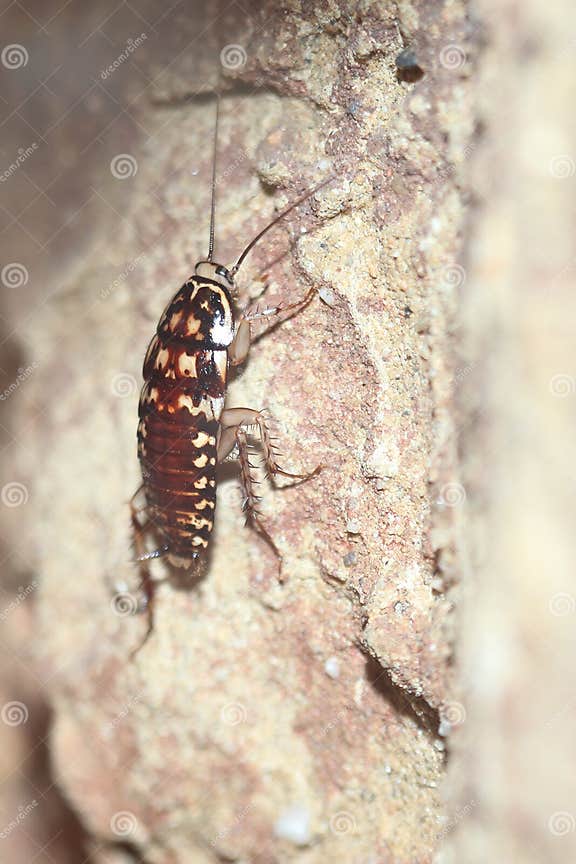 Harlequin cockroach stock image. Image of harlequin, malaysia - 89734547
