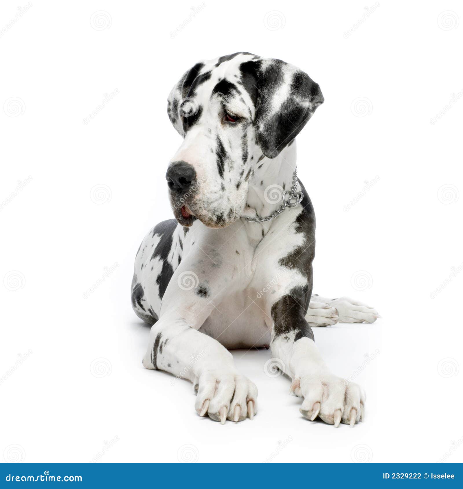 HARLEQUIN de Danois grand photo stock. Image du collet - 2329222