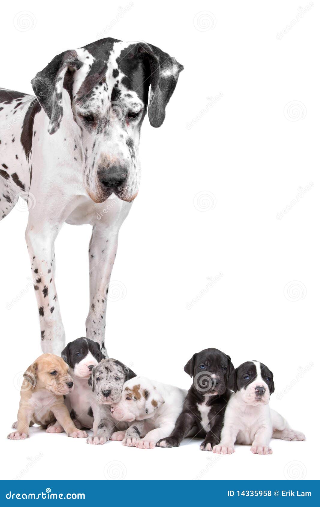 Harlequin De Danois Grand Avec Des Chiots Photo stock - Image du fond ...
