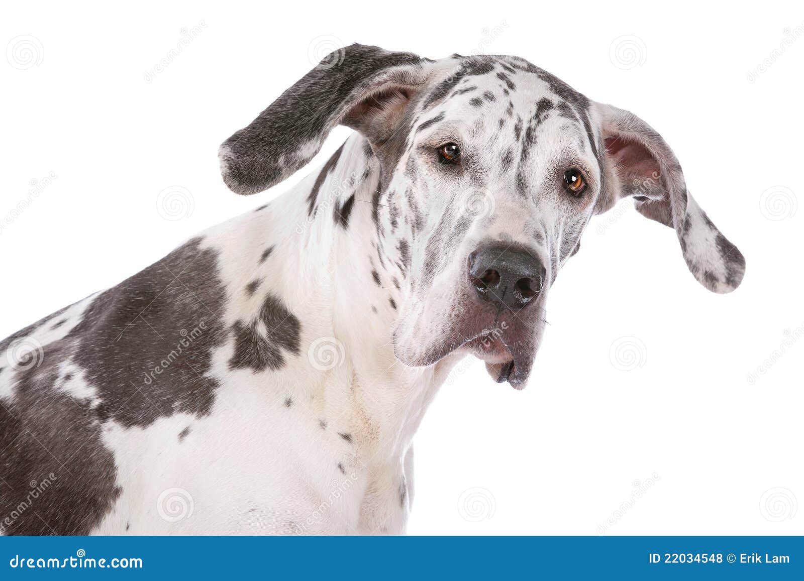 Harlequin Del Grande Danese Fotografia Stock - Immagine di cane ...