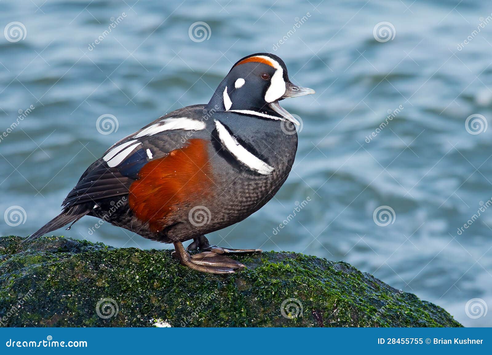 Harlequin Duck Royalty-Free Stock Photography | CartoonDealer.com #28455755