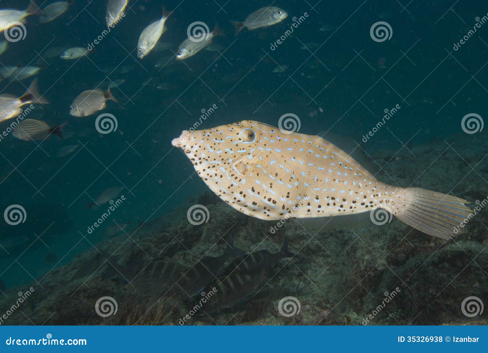Harlequin filefish stock photo. Image of yellow, blue - 35326938