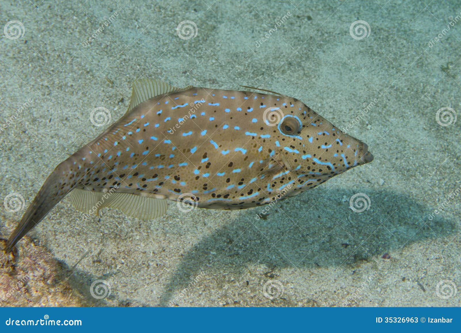 Harlequin filefish stock image. Image of blue, silver - 35326963