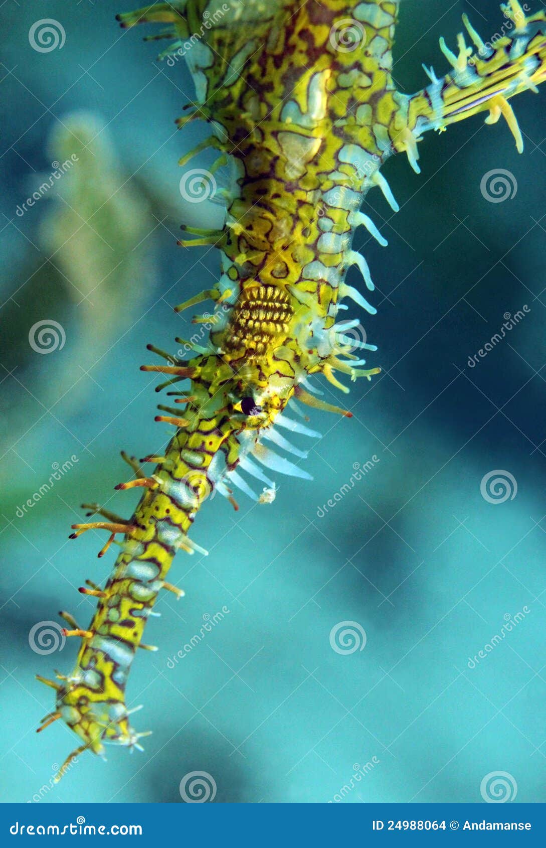 Harlequin Ghost Pipefish Royalty-Free Stock Photography | CartoonDealer ...