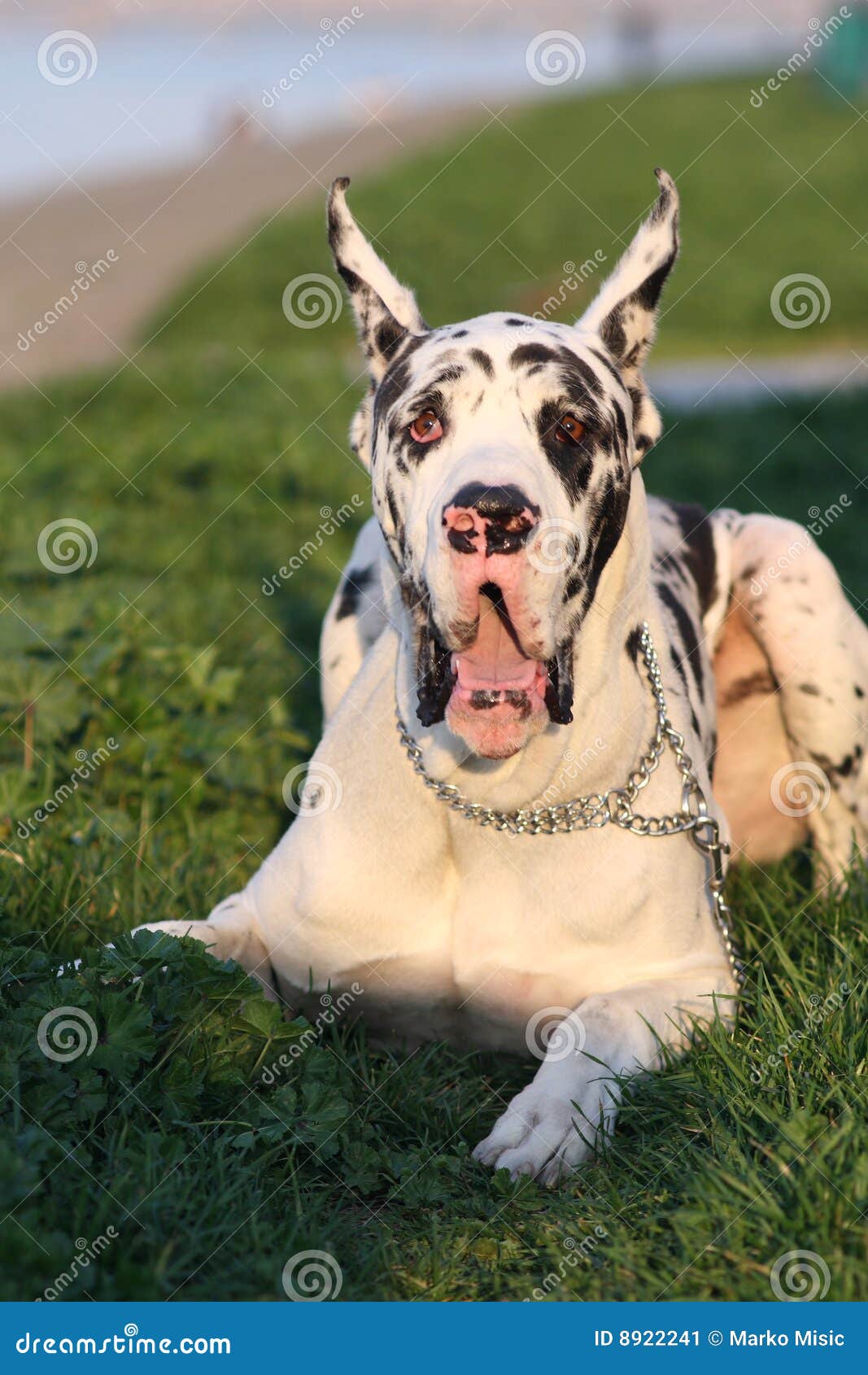 Harlequin great dane stock image. Image of huge, doggy - 8922241
