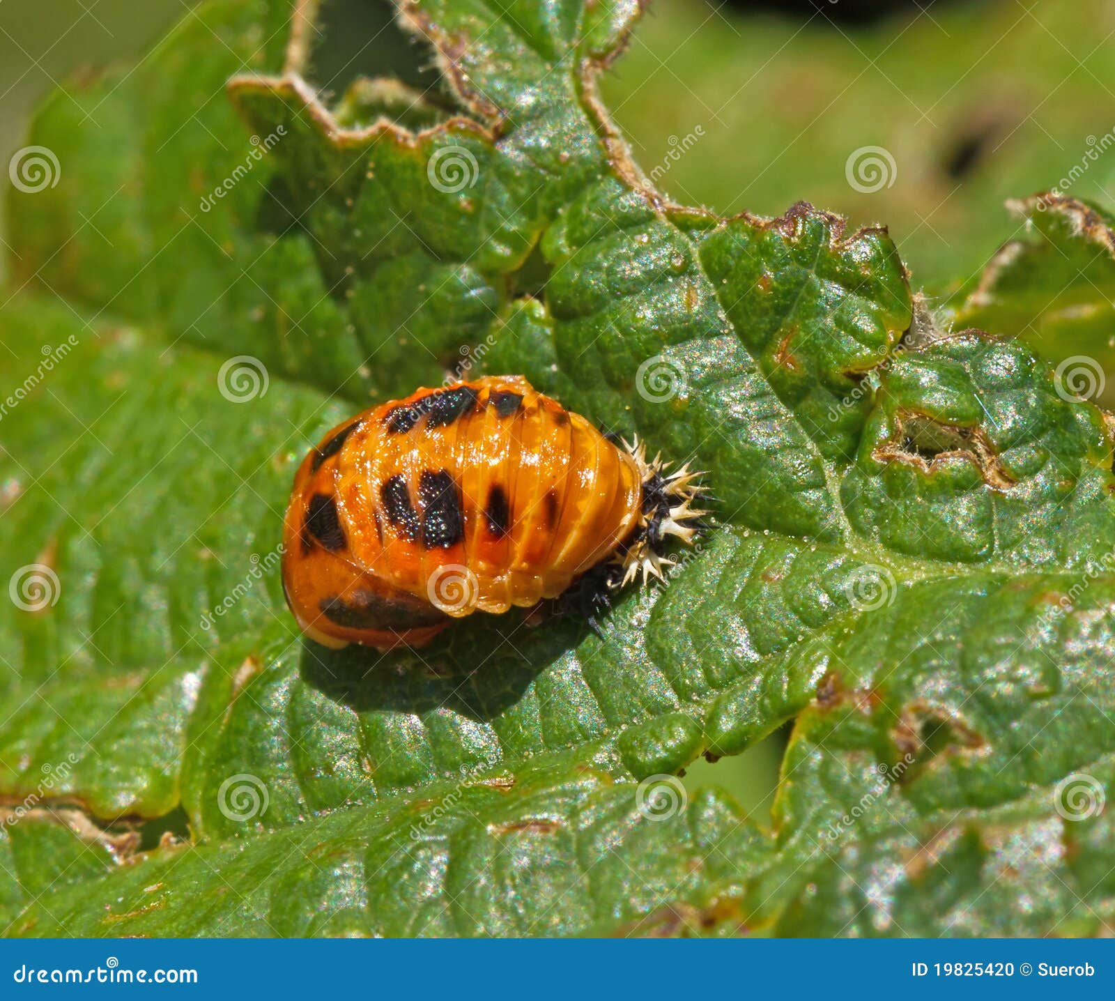 Harlequin Ladybird Pupa stock photo. Image of harmonia - 19825420