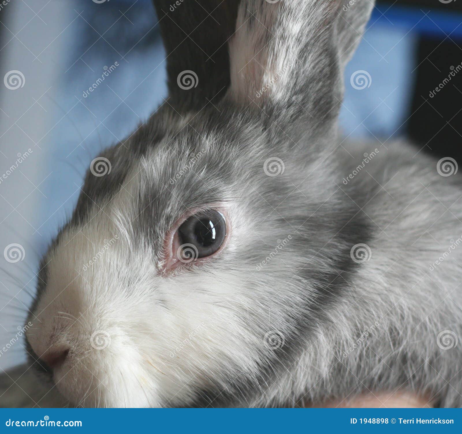 Harlequin Rabbit stock photo. Image of natural, carrot - 1948898