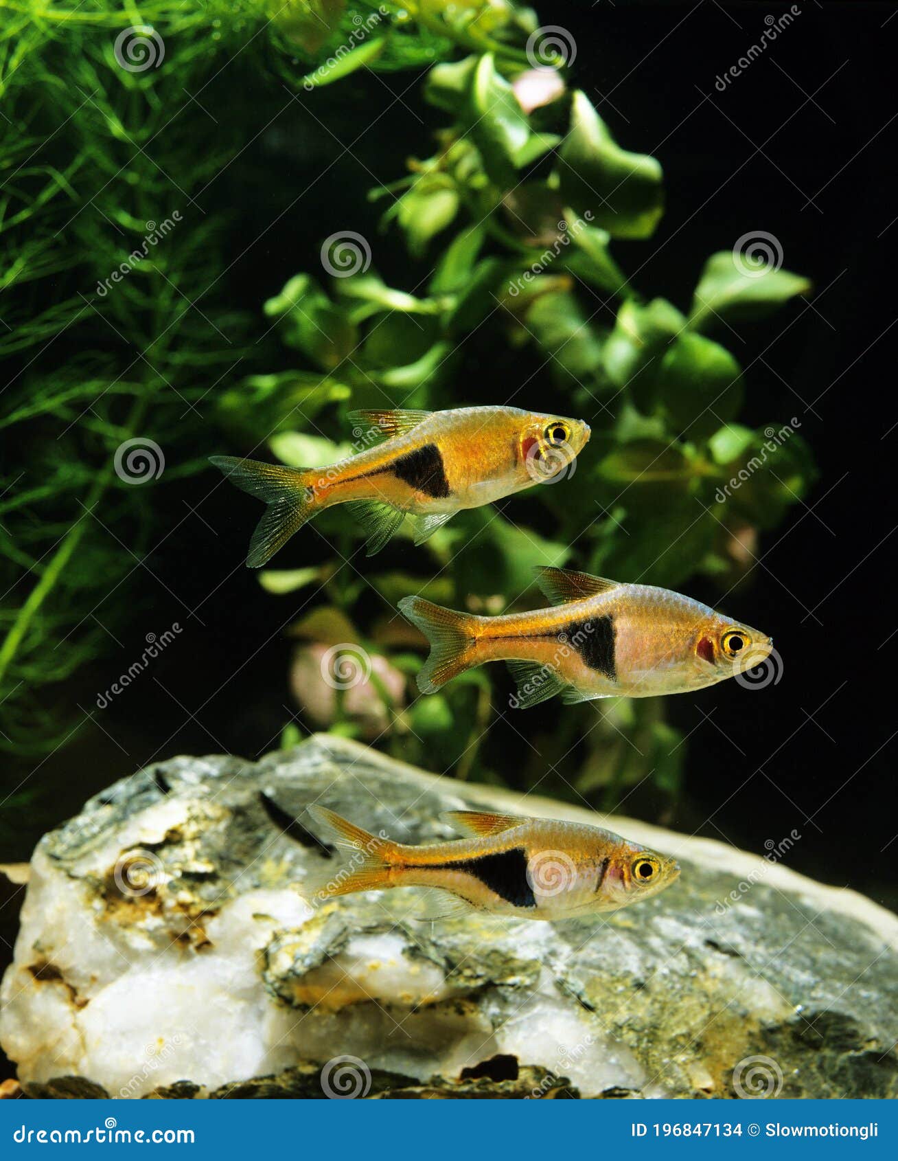 Harlequin Rasbora, Rasbora Heteromorpha Stock Photo - Image of group ...