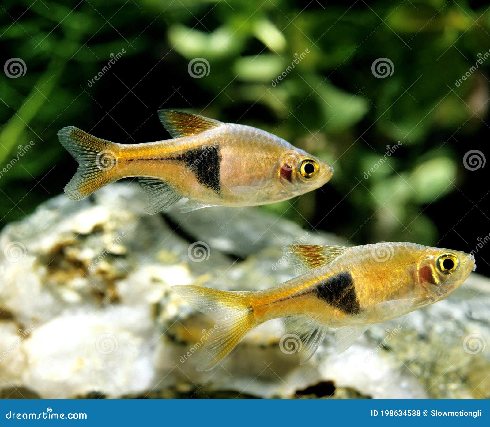 Harlequin Rasbora Freshwater Fish - Trigonostigma Heteromorpha Royalty ...