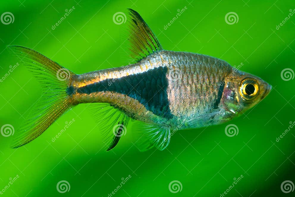 Harlequin Rasbora (Trigonostigma Heteromorpha) Stock Photo - Image of ...