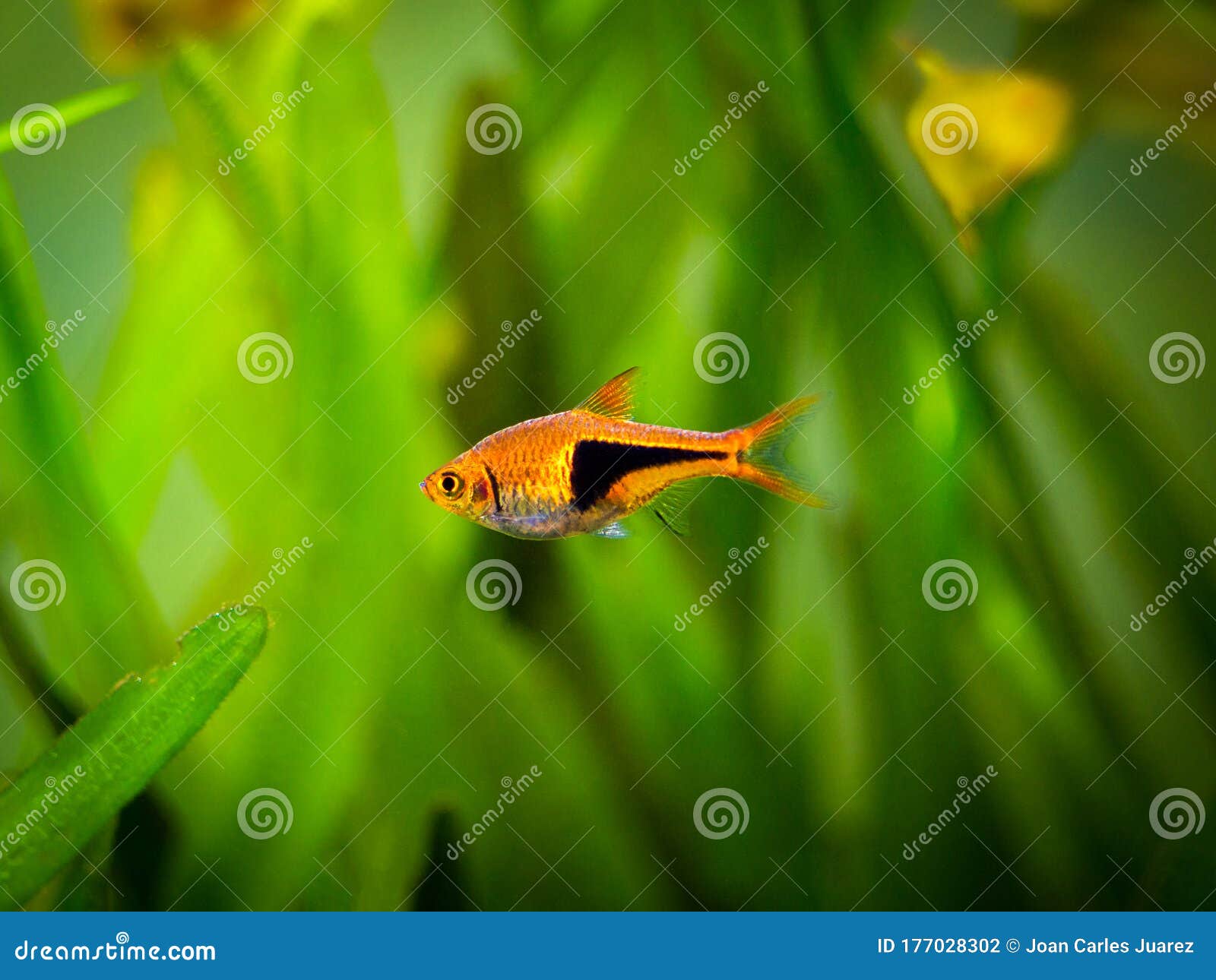 Harlequin Rasbora Trigonostigma Heteromorpha on a Fish Tank with ...