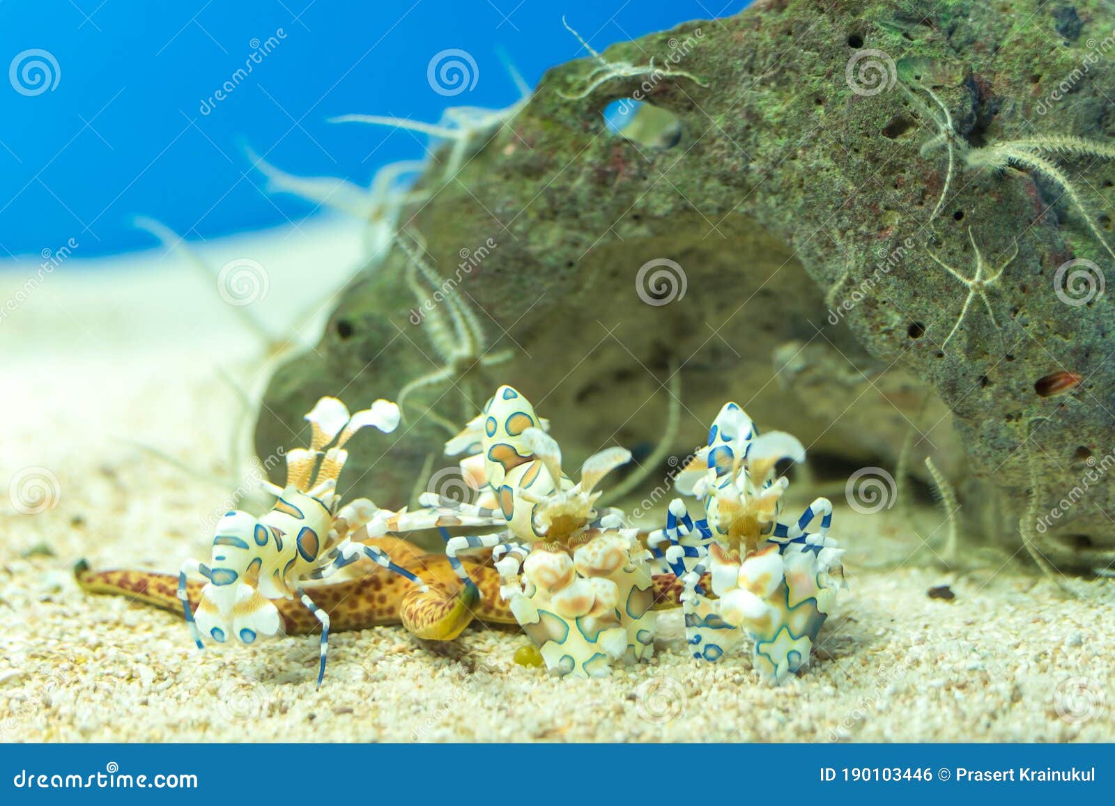 Harlequin Shrimp, Painted Shrimp, Clown Shrimp, Dancing Shrimp Stock ...