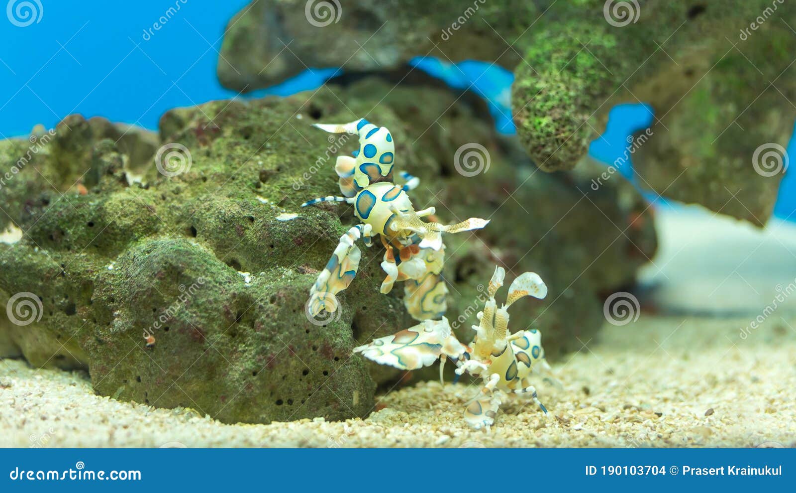 Harlequin Shrimp, Painted Shrimp, Clown Shrimp, Dancing Shrimp Stock ...