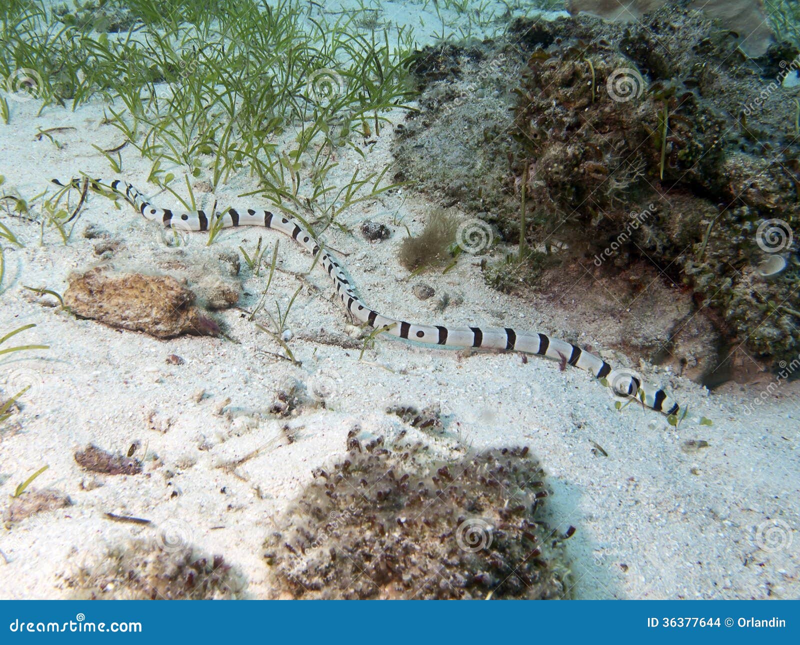 Harlequin snake eel stock photo. Image of oceanic, life - 36377644