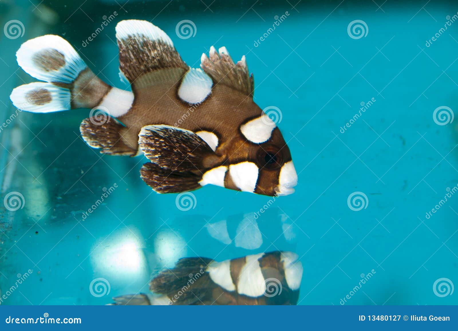 Harlequin or Spotted Clown Sweetlips in Aquarium Stock Image - Image of ...