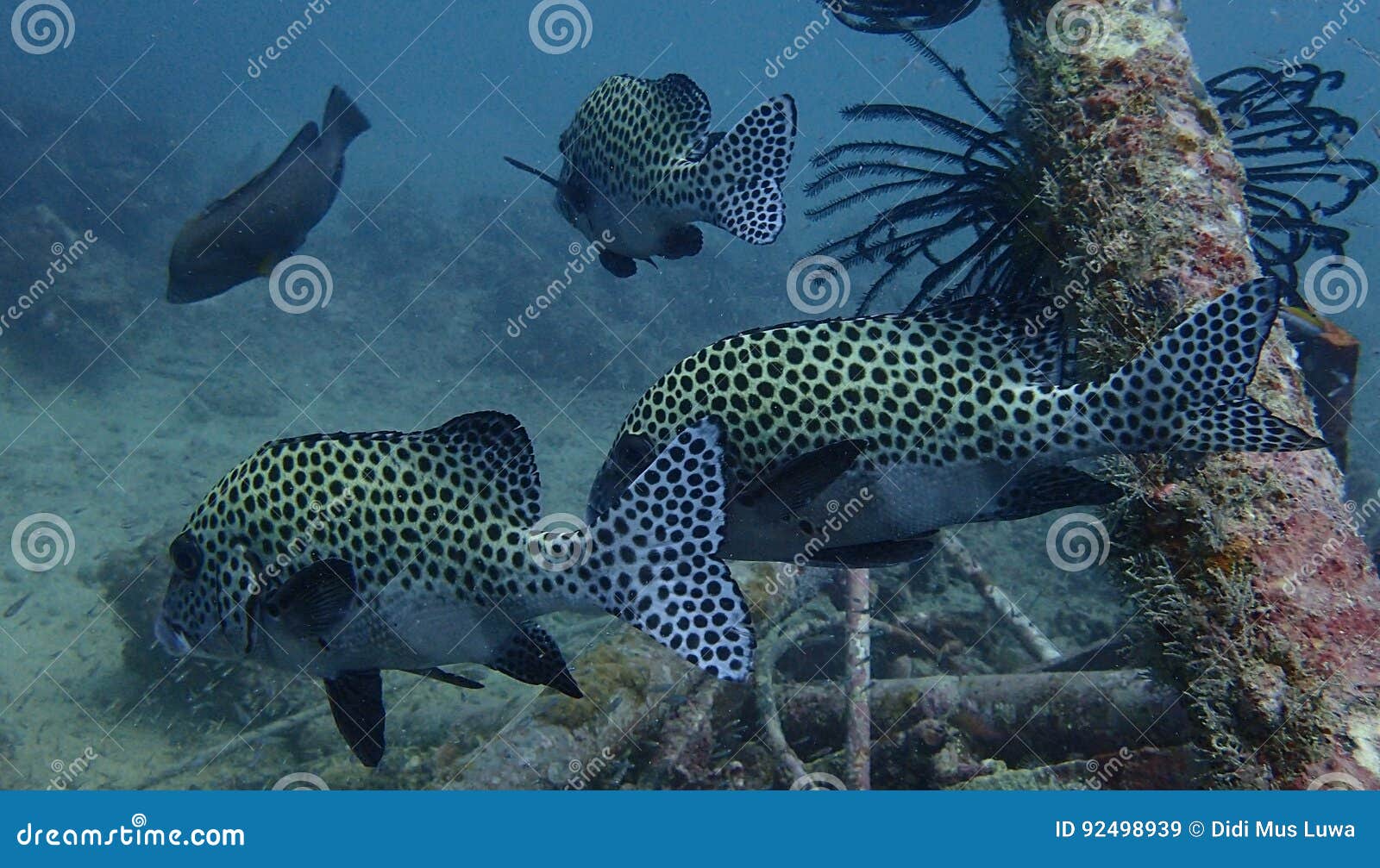 Harlequin Sweetlips Fish stock image. Image of seaventures - 92498939