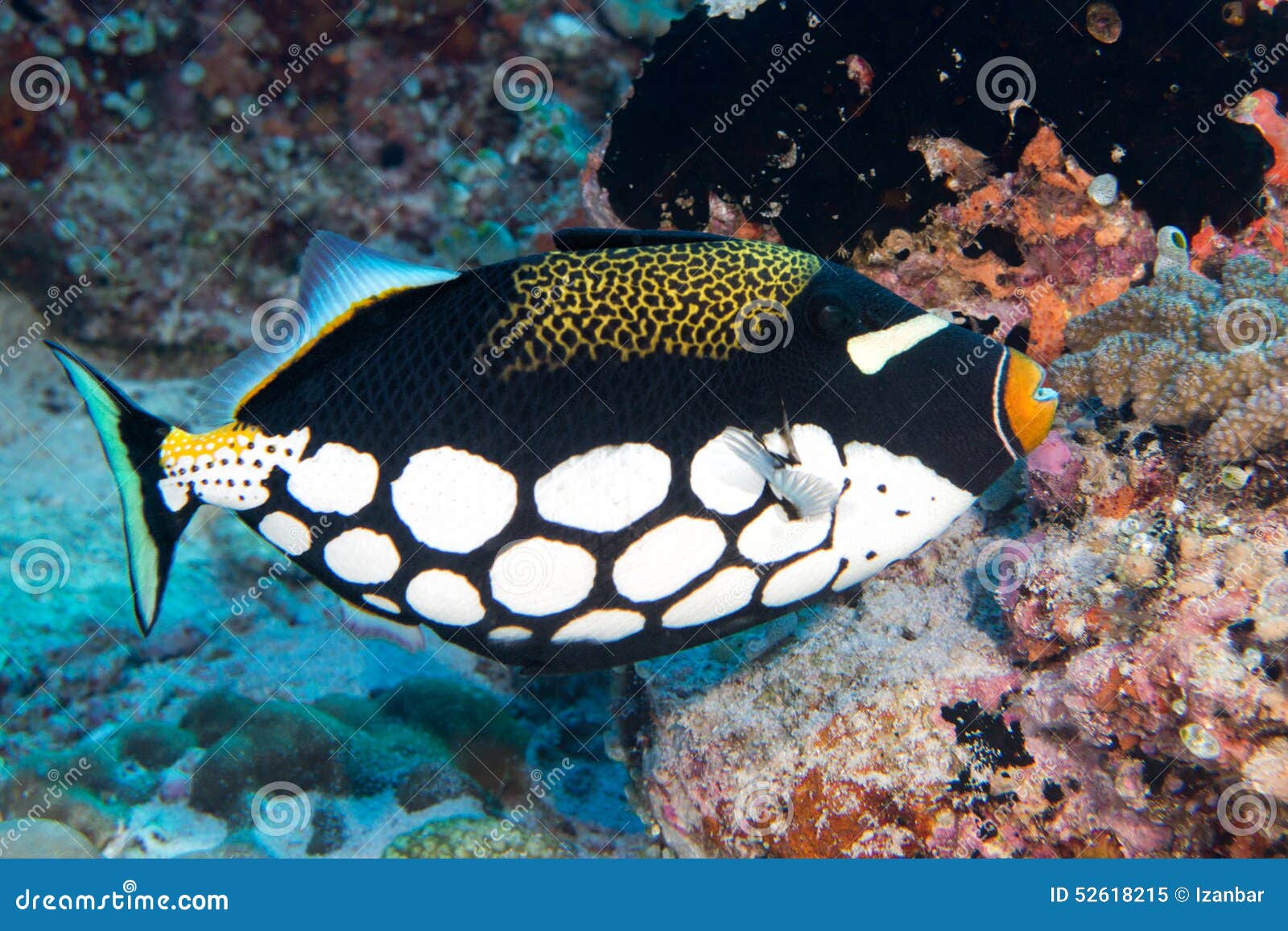 Harlequin Trigger Fish while Diving Stock Image - Image of australia ...