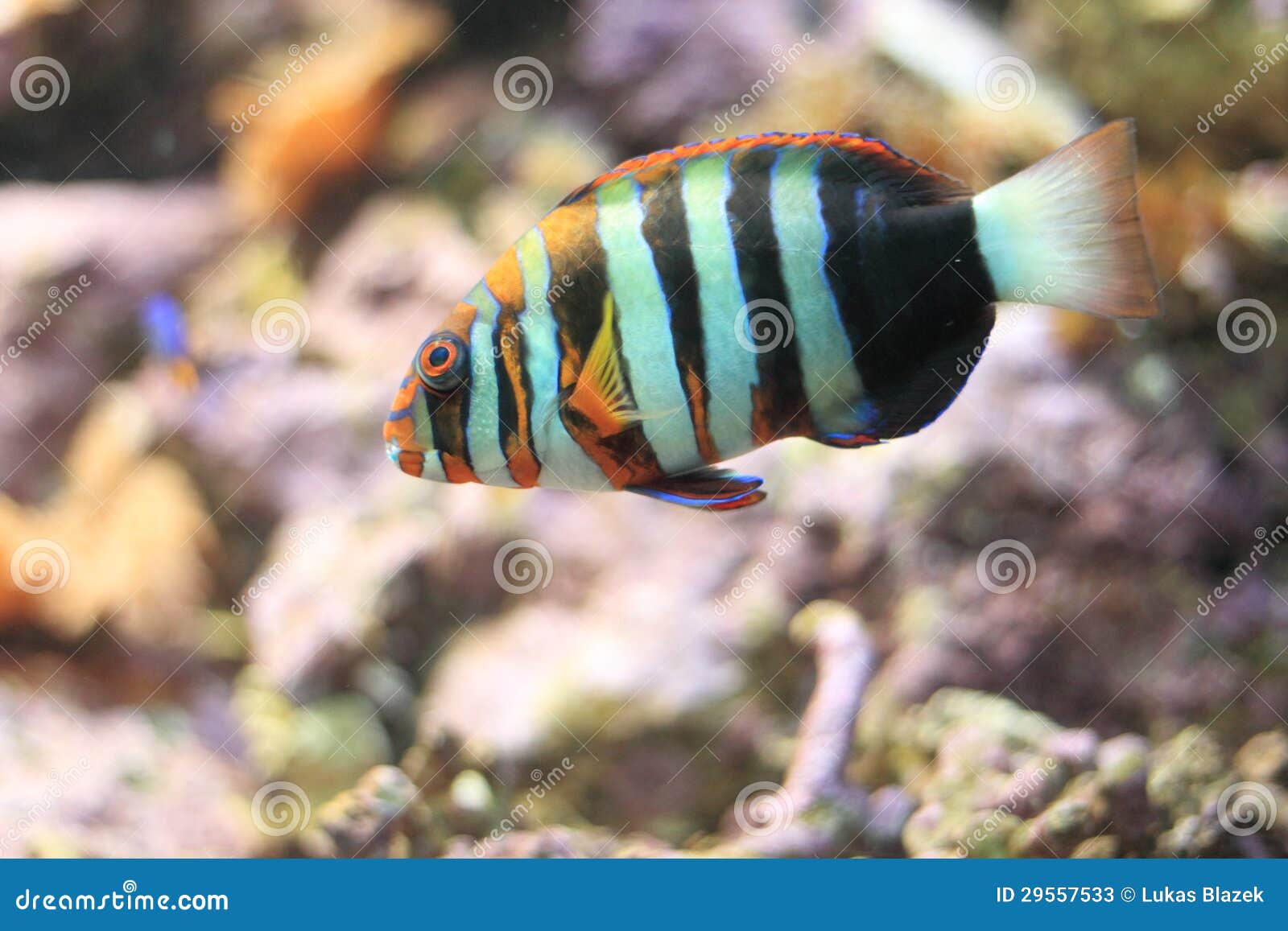 Harlequin Tuskfish stock image. Image of choerodon, fish - 29557533