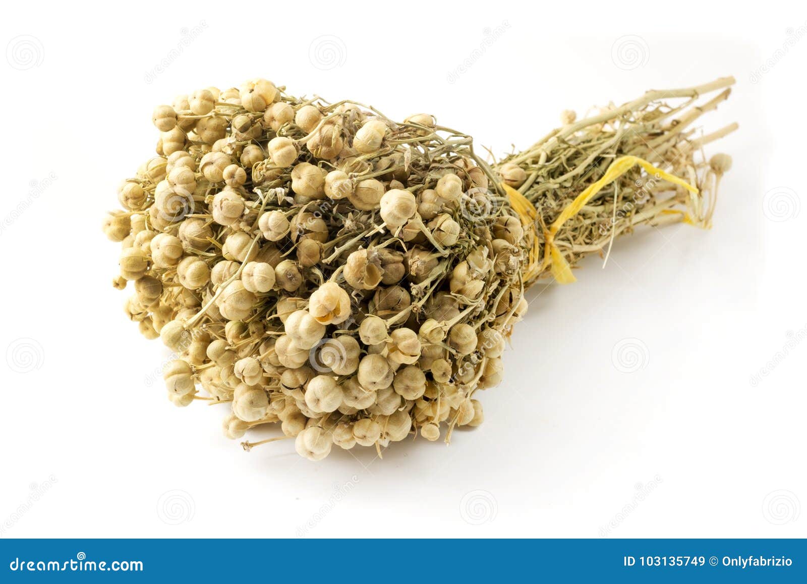 Harmal stock image. Image of peganum, close, harmala - 103135749
